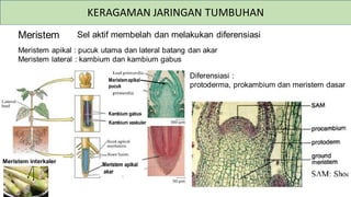 Materi 1 Sel dan Jaringan Tumbuhan (1).pdf
