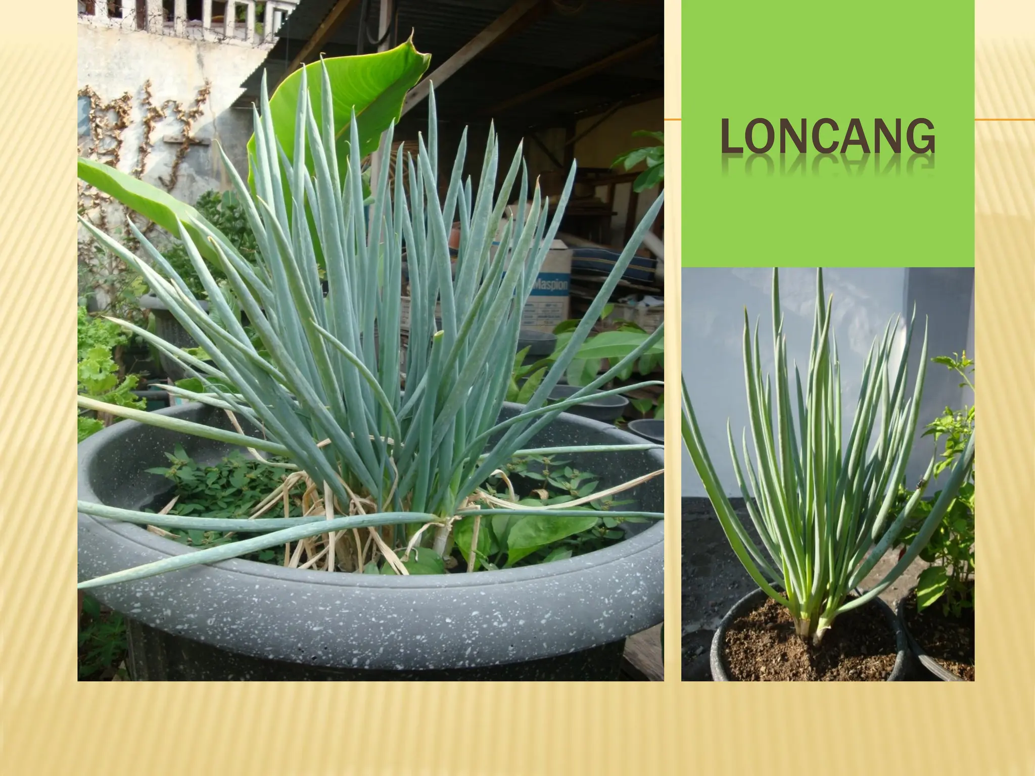 Materi 2. Gerakan menanam sayuran dan buah.pdf