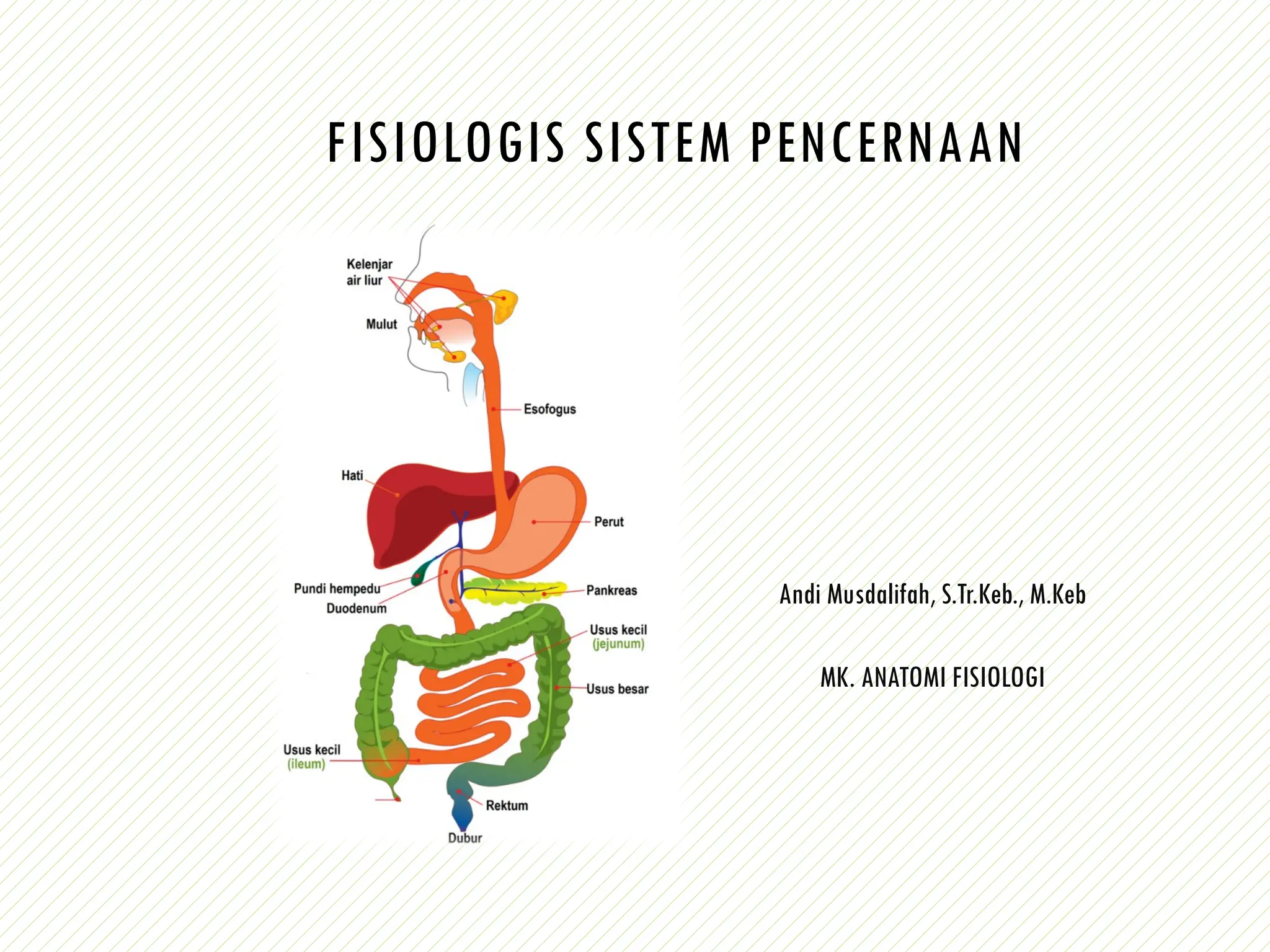 MATERI 2 FISIOLOGI SISTEM PENCERNAAN.pptx