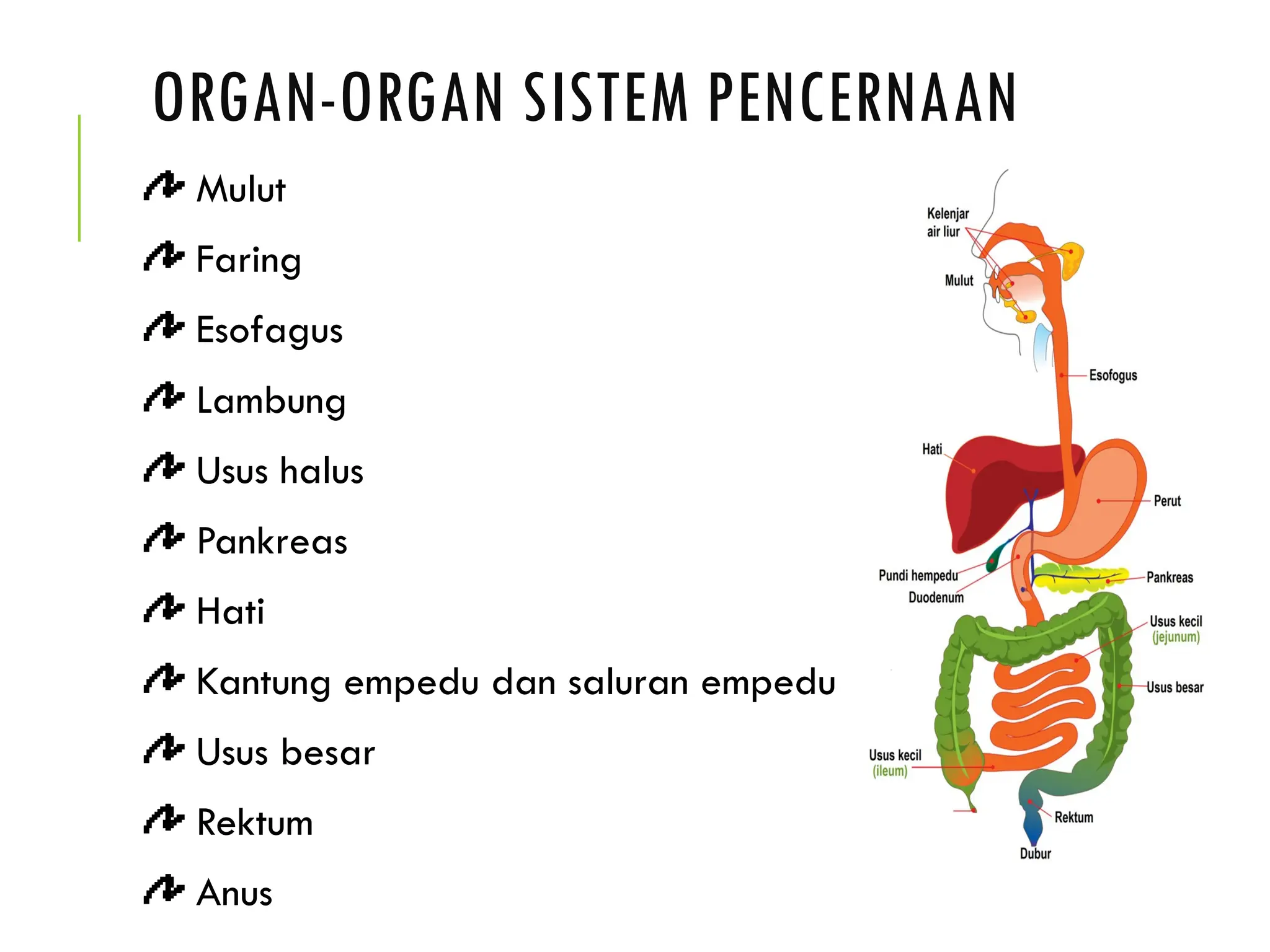MATERI 2 FISIOLOGI SISTEM PENCERNAAN.pptx