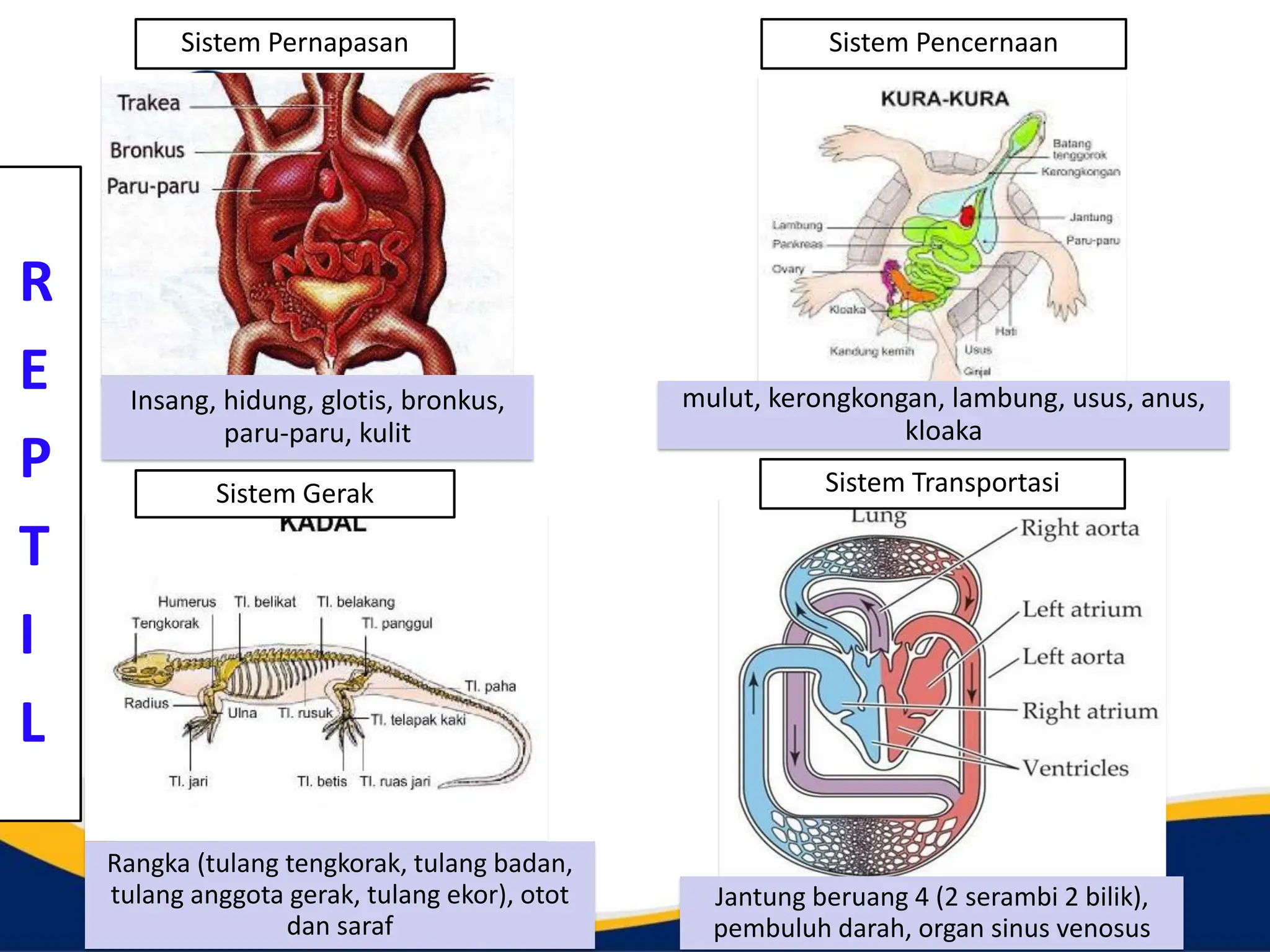 MATERI 2_ Modul 3 Konsep Dasar IPA SD_Organ Sistem Organ Tubuh.pdf