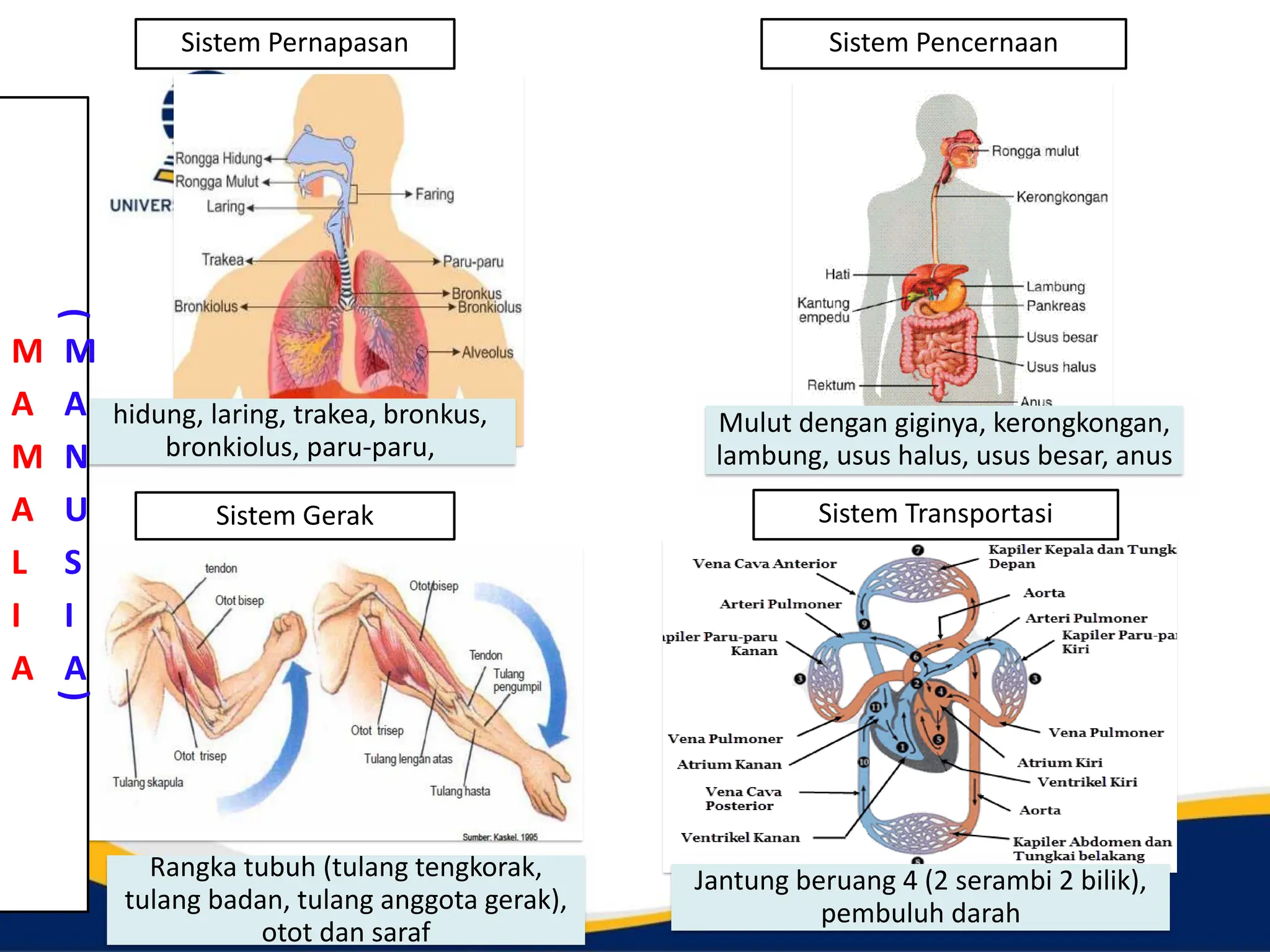 MATERI 2_ Modul 3 Konsep Dasar IPA SD_Organ Sistem Organ Tubuh.pdf
