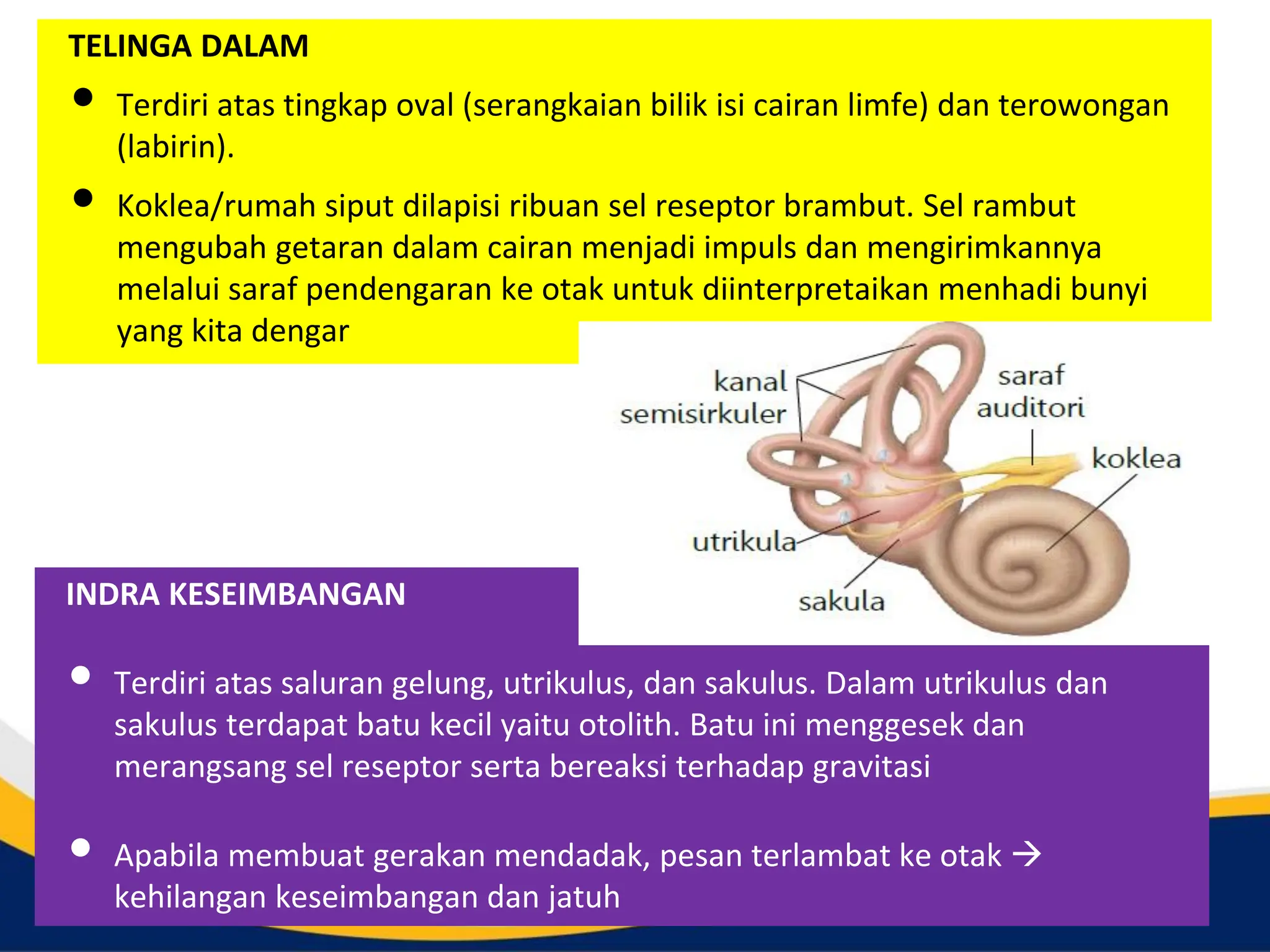 MATERI 2_ Modul 3 Konsep Dasar IPA SD_Organ Sistem Organ Tubuh.pdf