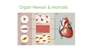 Materi 3. Jaringan, Organ, Sistem Organ, dan Organisme.pptx