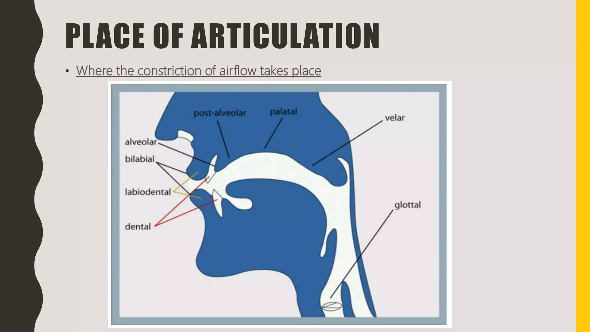 Place of Articulation of Consonants | PPTX