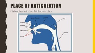 Place of Articulation of Consonants | PPTX