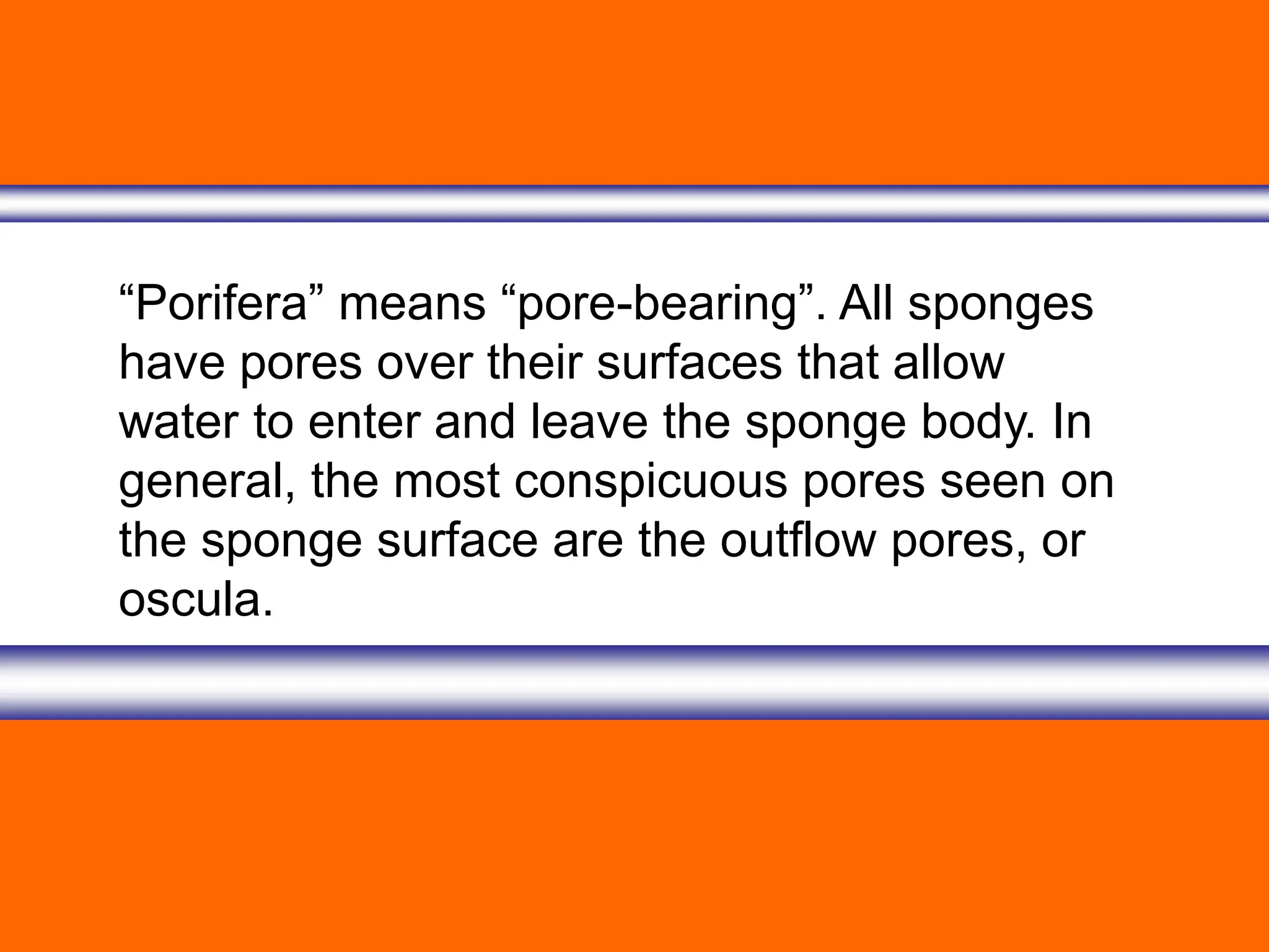 Materi tentang porifera atau sponge laut yang ada di indonesia | PDF