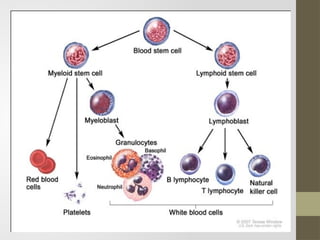 materi 7 imunitas humoral dan seluler, pengantar imunologi.pptx
