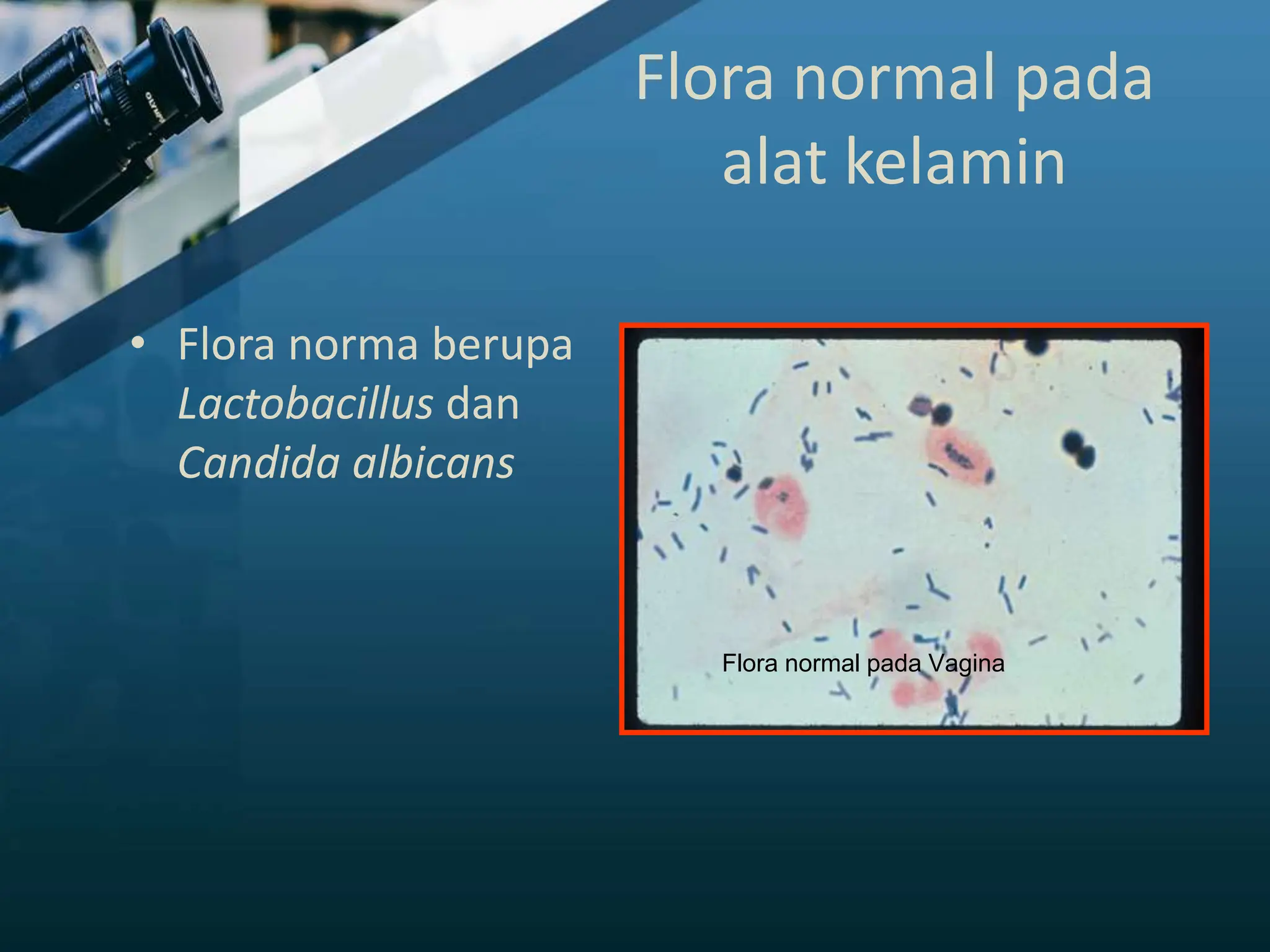 FLORA NORMAL SERTA HUBUNGAN HOSPES DENGAN LINGKUNGAN;PENGARUH MO.pptx