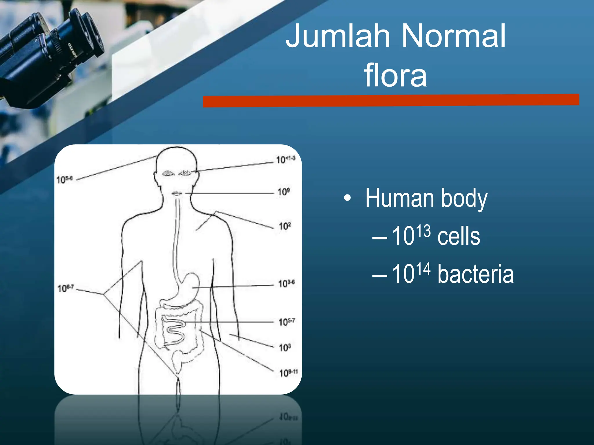 FLORA NORMAL SERTA HUBUNGAN HOSPES DENGAN LINGKUNGAN;PENGARUH MO.pptx