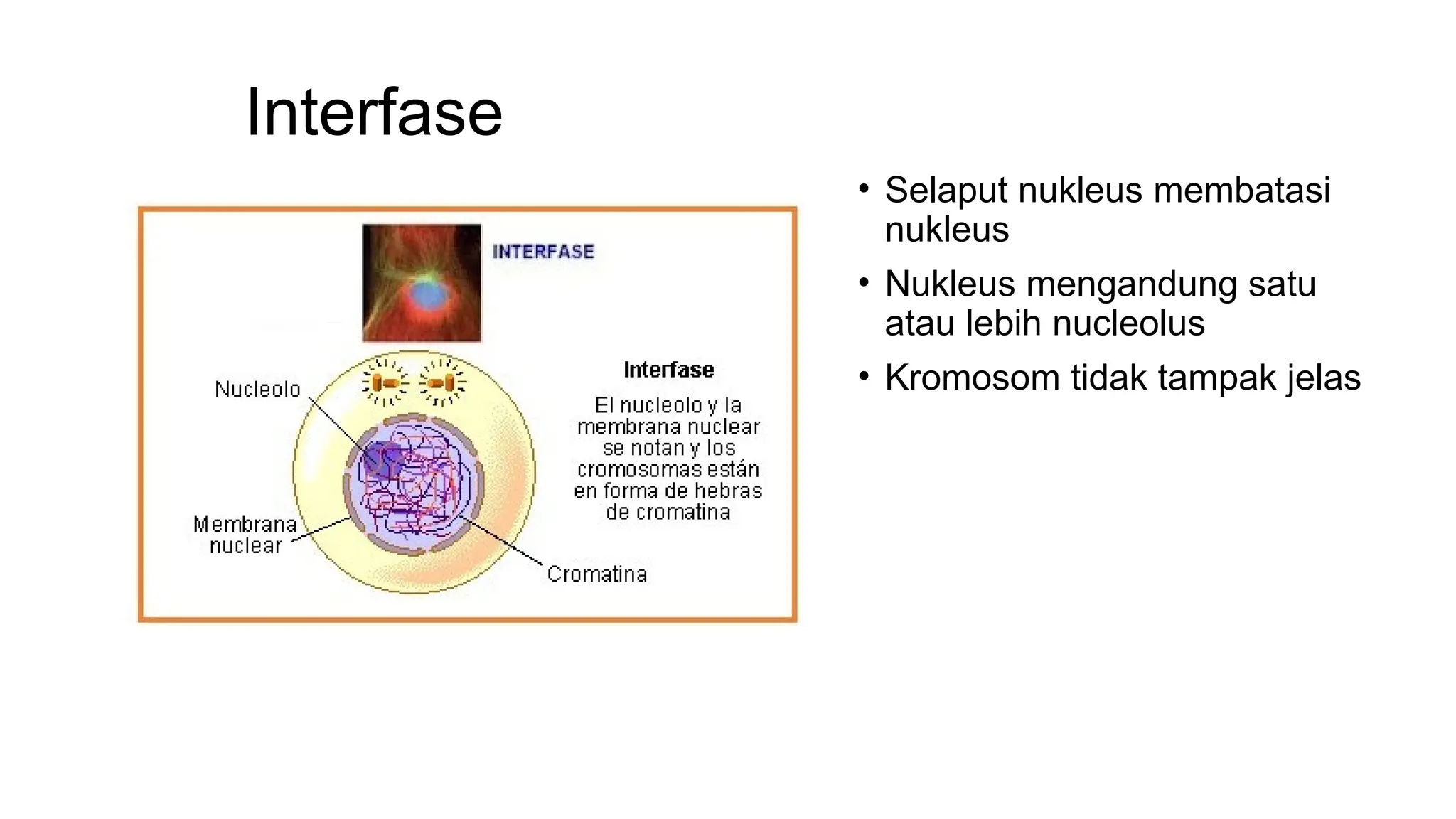 Materi Pembelahan Siklus Sel Medicineppt | PPT