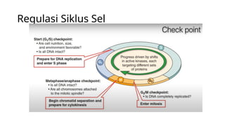 Materi Pembelahan Siklus Sel Medicineppt | PPT