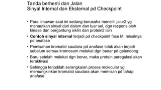 Materi Pembelahan Siklus Sel Medicineppt | PPT