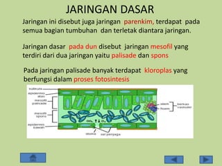 Materi ajar ipa ptt tumbuhan | PPTX