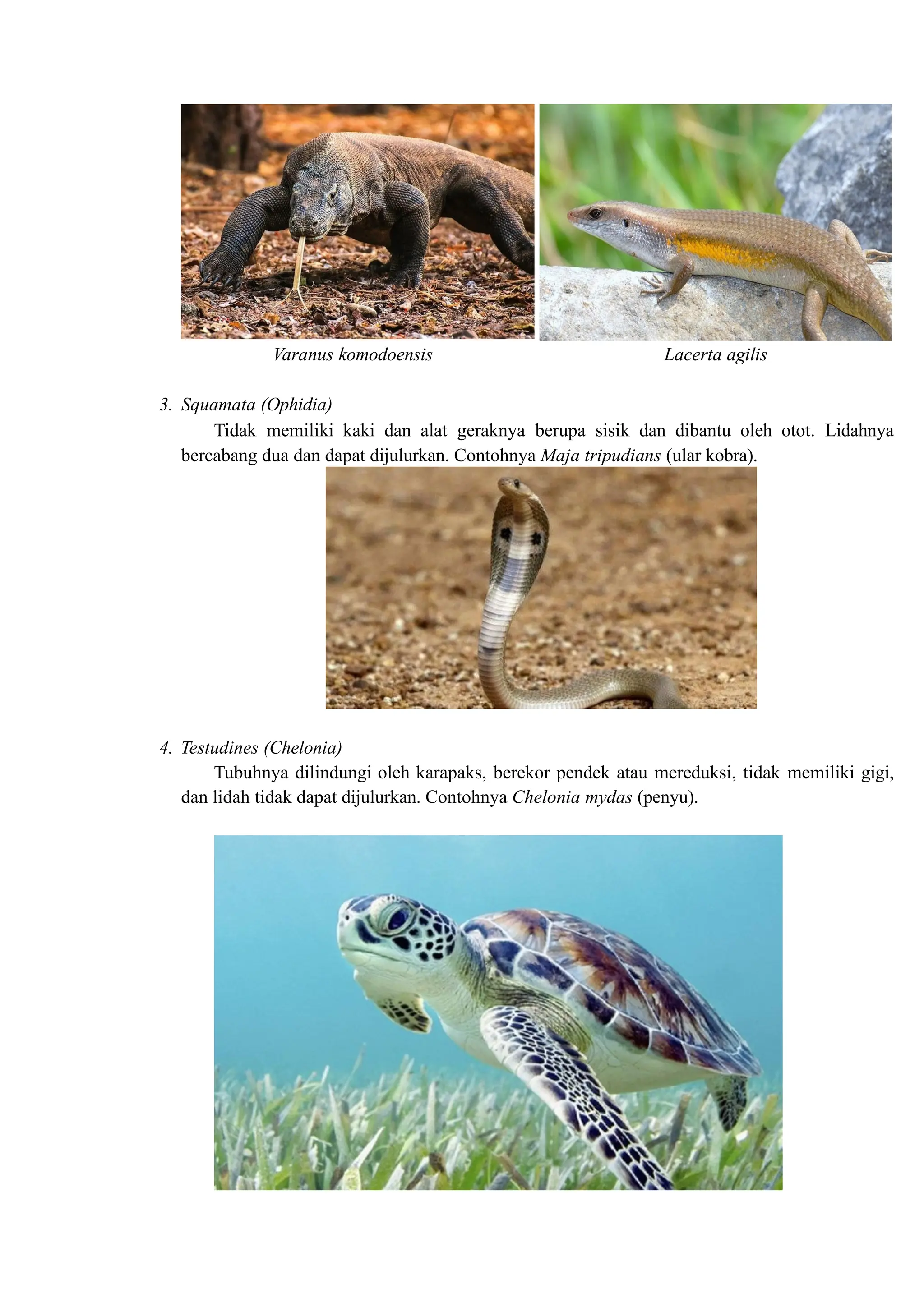 Materi ajar Vertebrata_ANIMALIA_KELAS Xpptx | PPTX