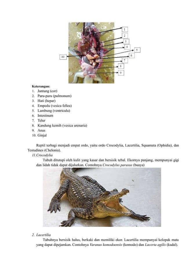 Materi ajar Vertebrata_ANIMALIA_KELAS Xpptx | PPTX