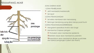 materi akar. biologi kelas xi pptx salah satu fungsi akar | PPT
