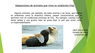 Adaptaciones morfologicas de los animales | PPTX