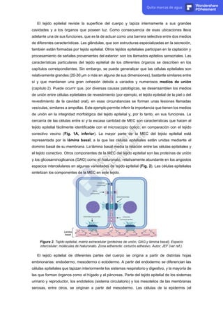 Material de lectura avos 1 y 2 (tejido epitelial) introducción a la ...
