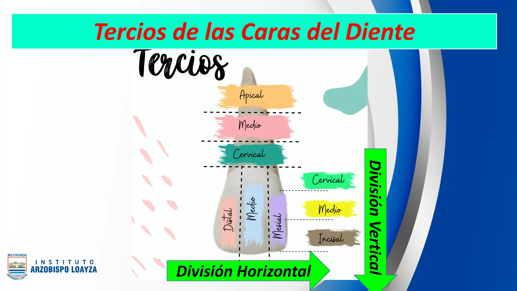 MATERIAL DIDÁCTICO N°4-Nomenclatura, Caras del Diente, División en ...