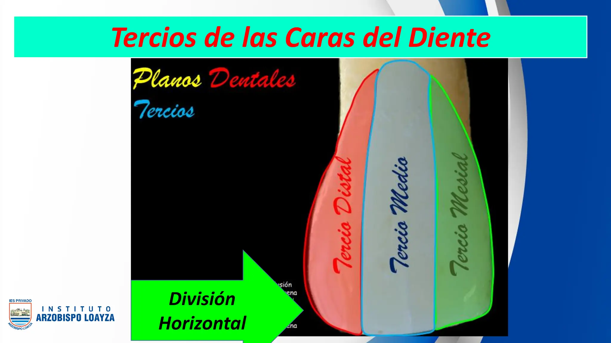 MATERIAL DIDÁCTICO N°4-Nomenclatura, Caras del Diente, División en ...
