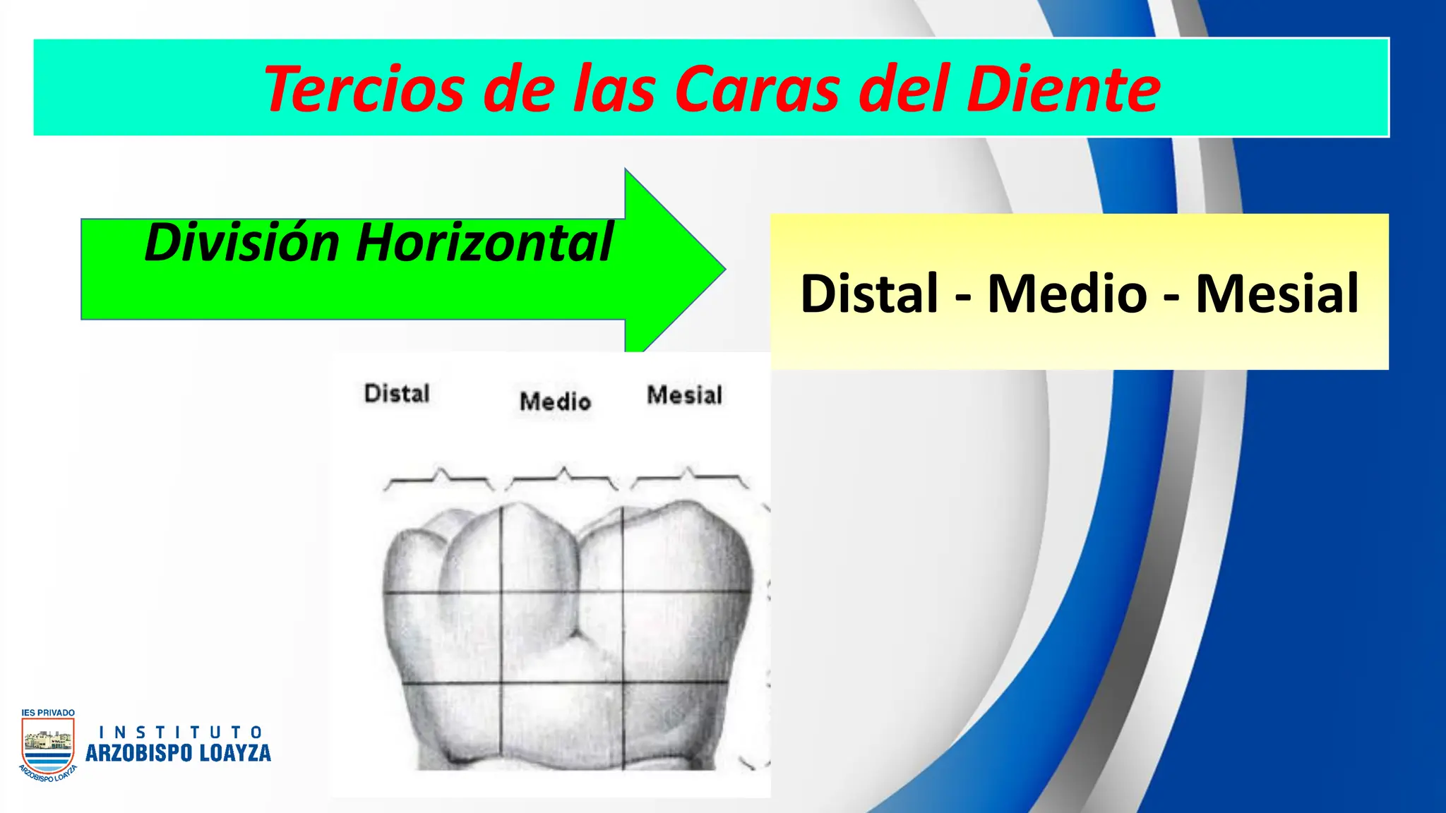 MATERIAL DIDÁCTICO N°4-Nomenclatura, Caras del Diente, División en ...