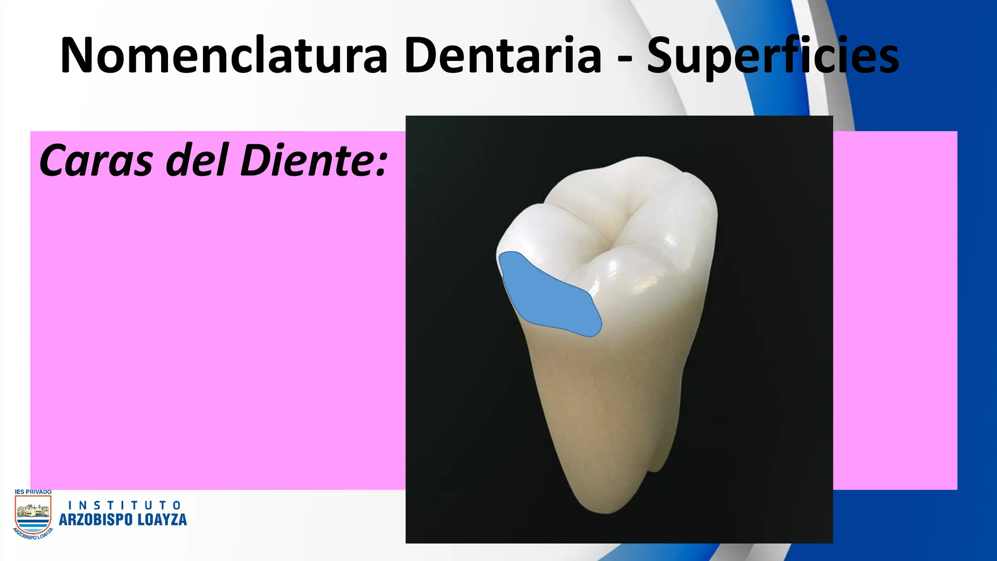 MATERIAL DIDÁCTICO N°4-Nomenclatura, Caras del Diente, División en ...