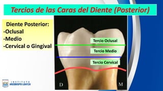 MATERIAL DIDÁCTICO N°4-Nomenclatura, Caras del Diente, División en ...