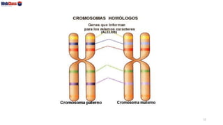 ppt para biologia, material genetico adn | PPT