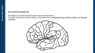 Material informativo S09A Plan de Estimulación cognitiva y ...