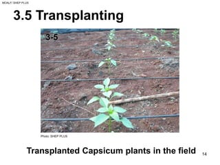 Capsicum production for horticulture science | PDF