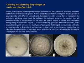 MATERIALS AND INSTRUMENT IN PLAT PATHOLOGY | PPT