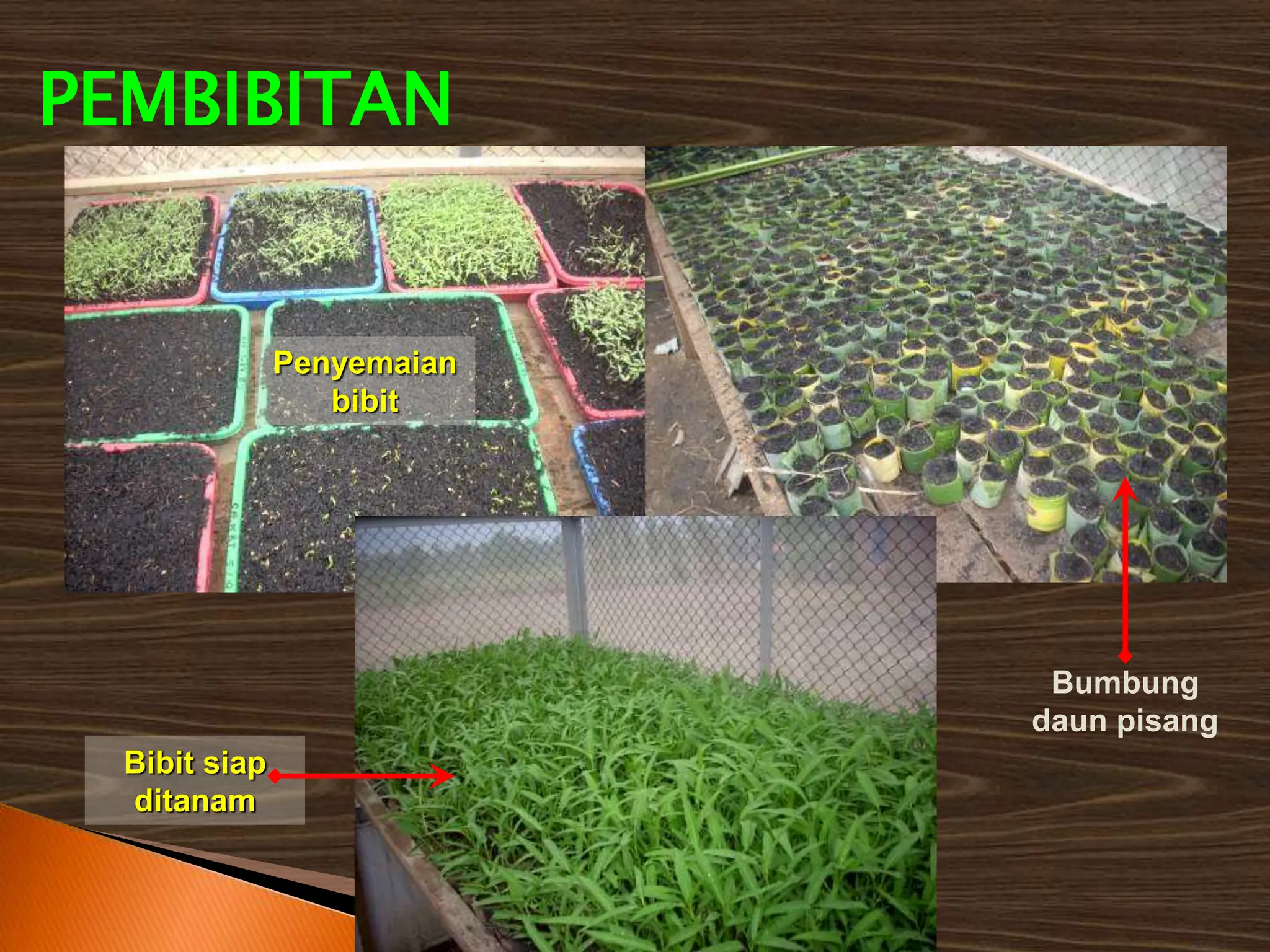 Ketahanan Pangan Keluarga Melalui Pemanfaatan Lahan Pekarangan dan ...