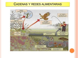 Materia y energia en los ecosistemas | PPTX