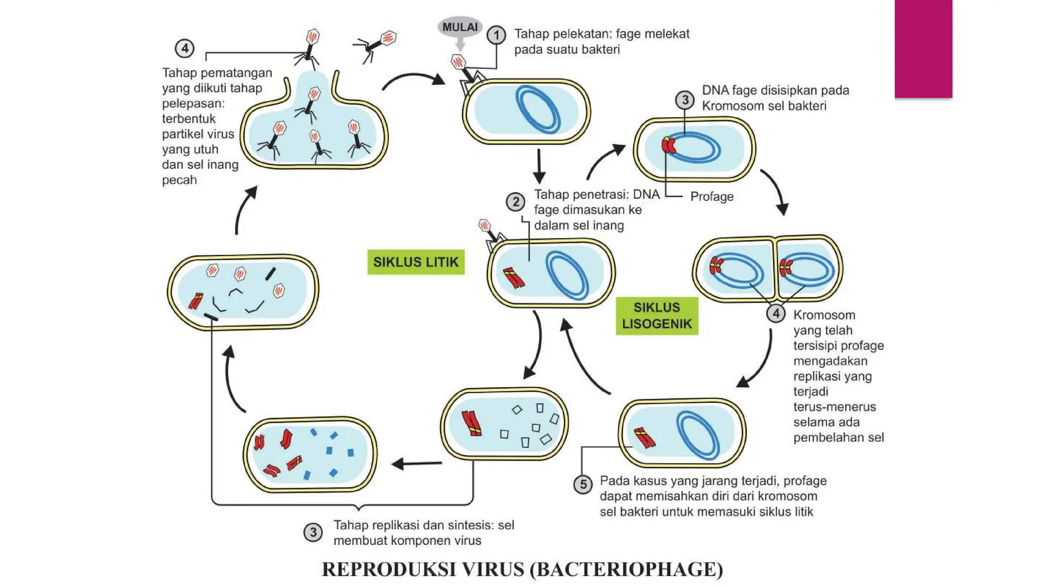 MATERI BIOLOGI VIRUS KURIKULUM MERDEKA KELAS X.pptx