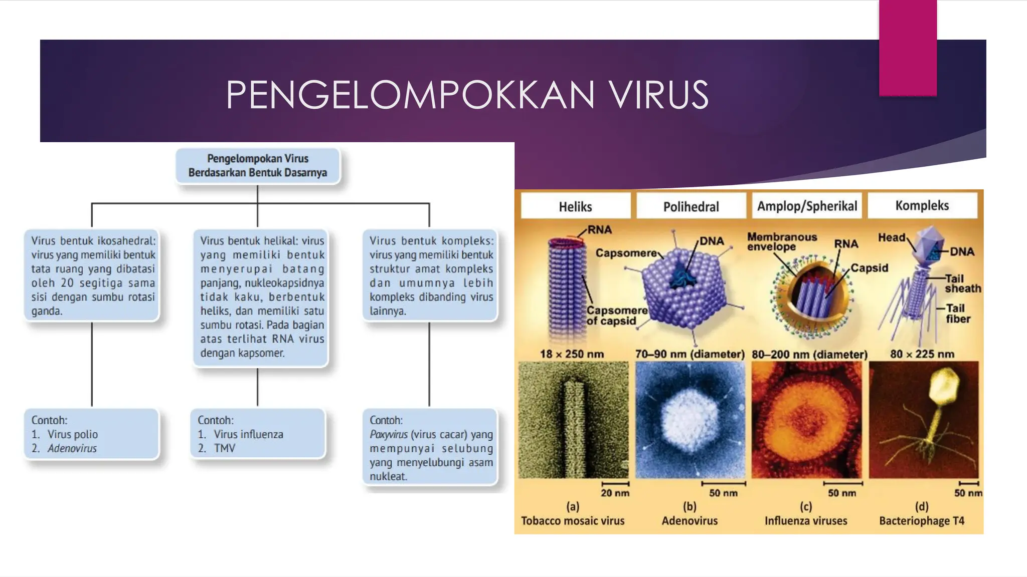 MATERI BIOLOGI VIRUS KURIKULUM MERDEKA KELAS X.pptx