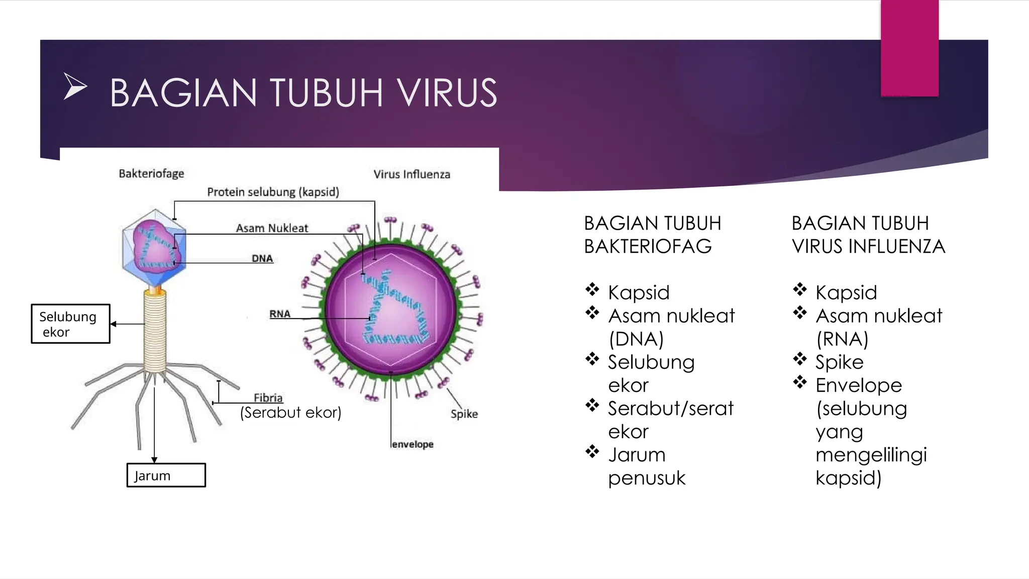MATERI BIOLOGI VIRUS KURIKULUM MERDEKA KELAS X.pptx