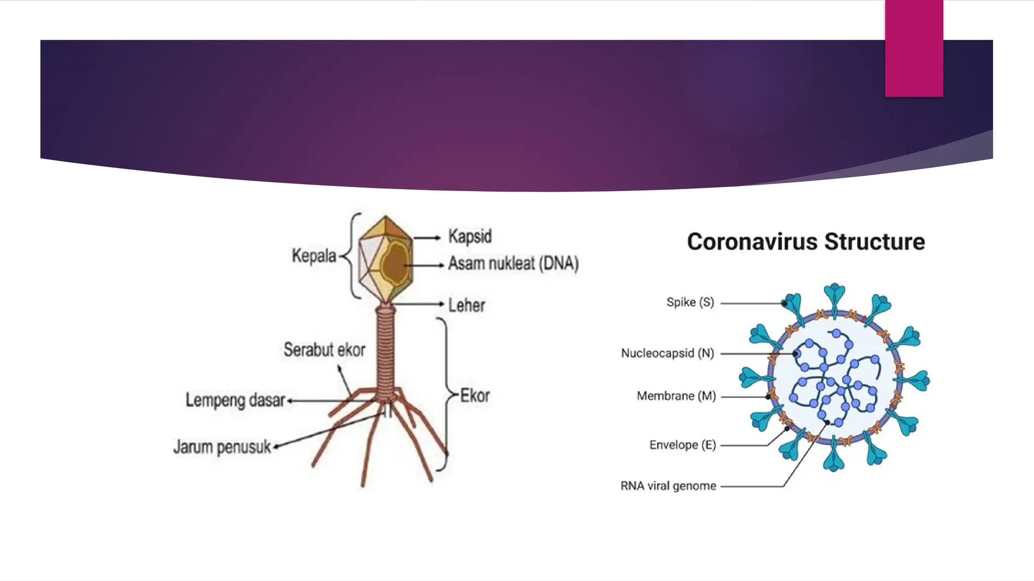 MATERI BIOLOGI VIRUS KURIKULUM MERDEKA KELAS X.pptx
