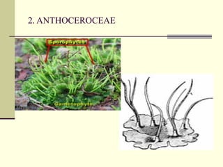 Materi biologi plantae | PPT