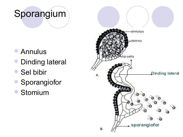 Materi biologi plantae