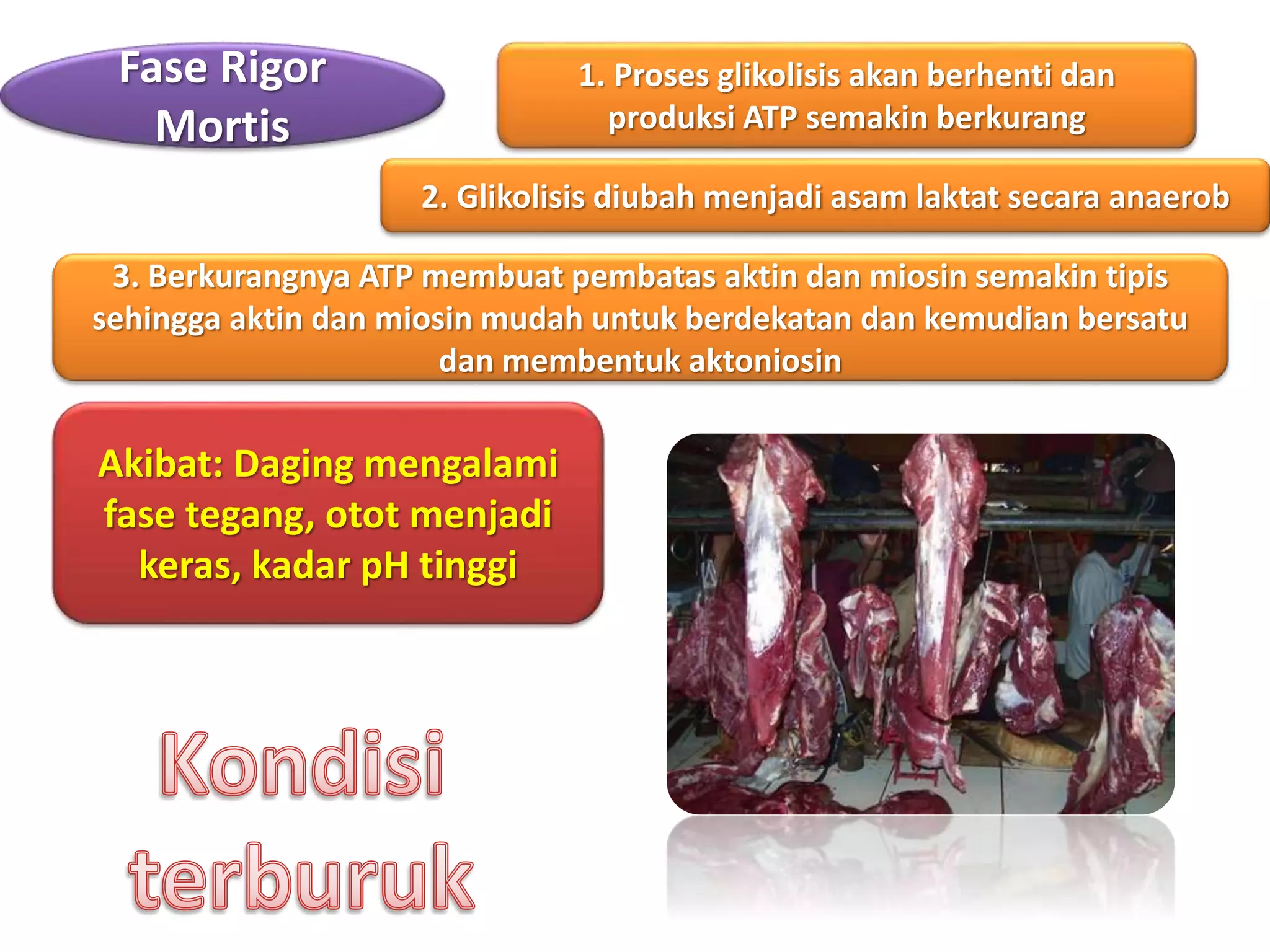Materi biologi sel rigor mortis | PPTX
