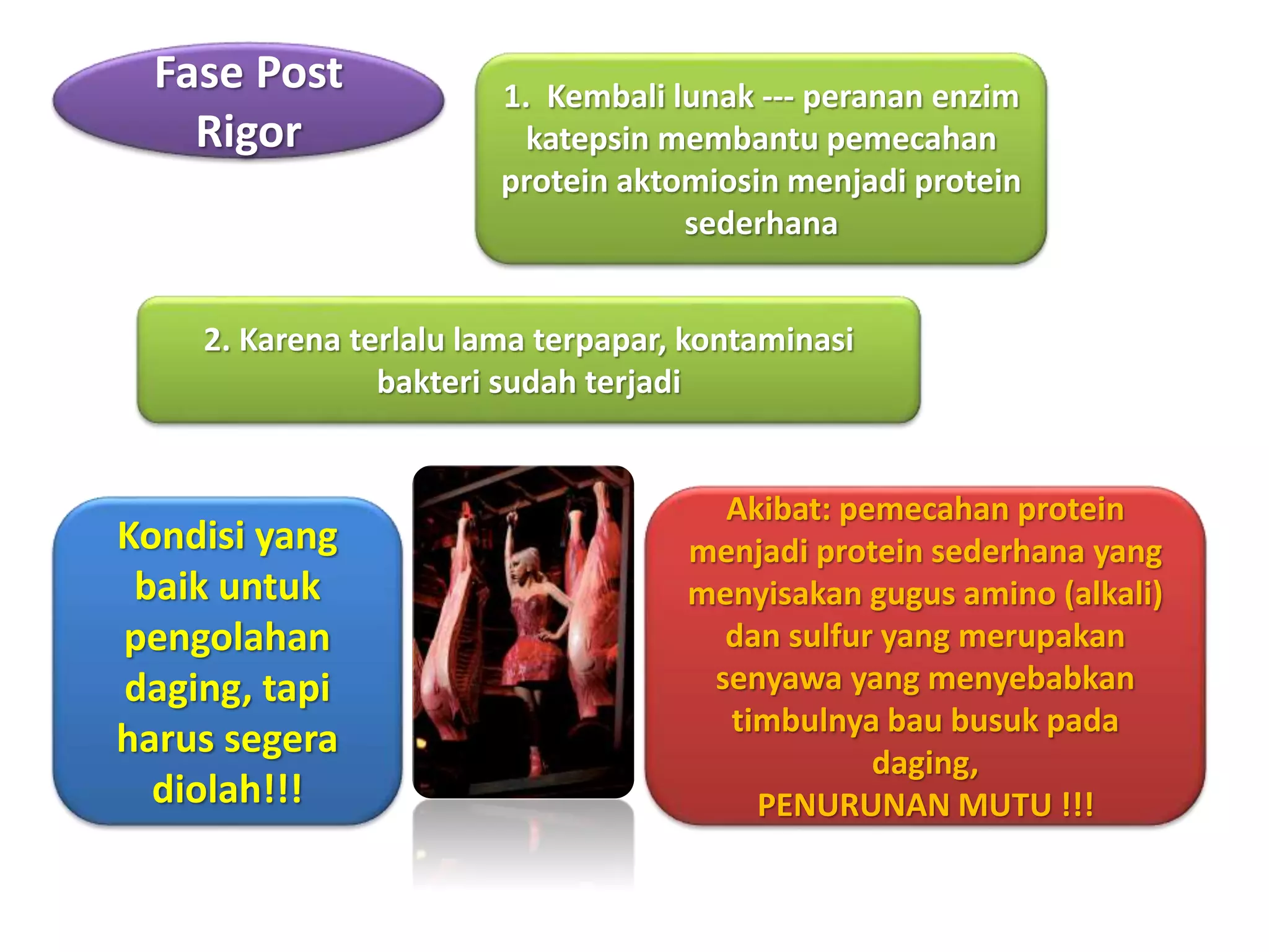 Materi biologi sel rigor mortis | PPTX