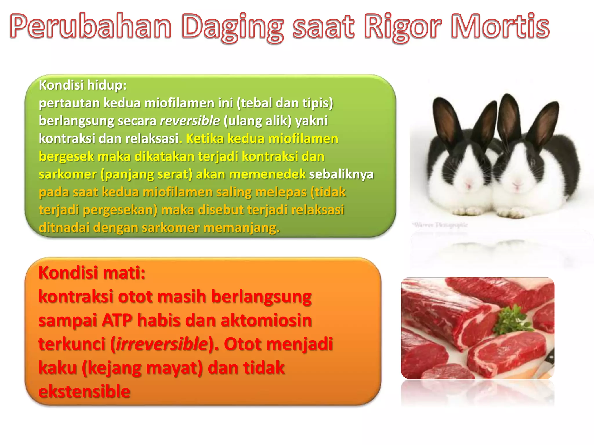 Materi biologi sel rigor mortis | PPTX