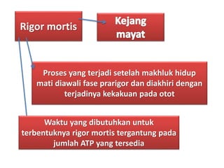 Materi biologi sel rigor mortis | PPTX