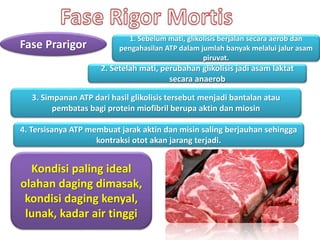 Materi biologi sel rigor mortis | PPTX