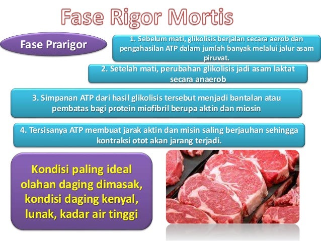 Materi biologi sel rigor mortis