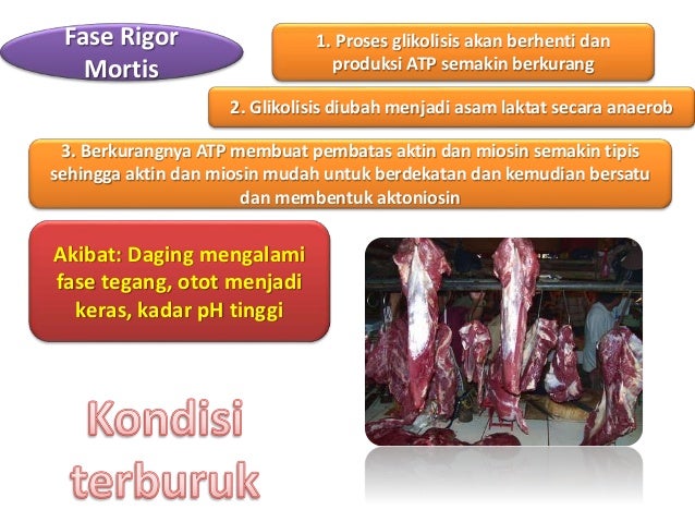 Materi biologi sel rigor mortis