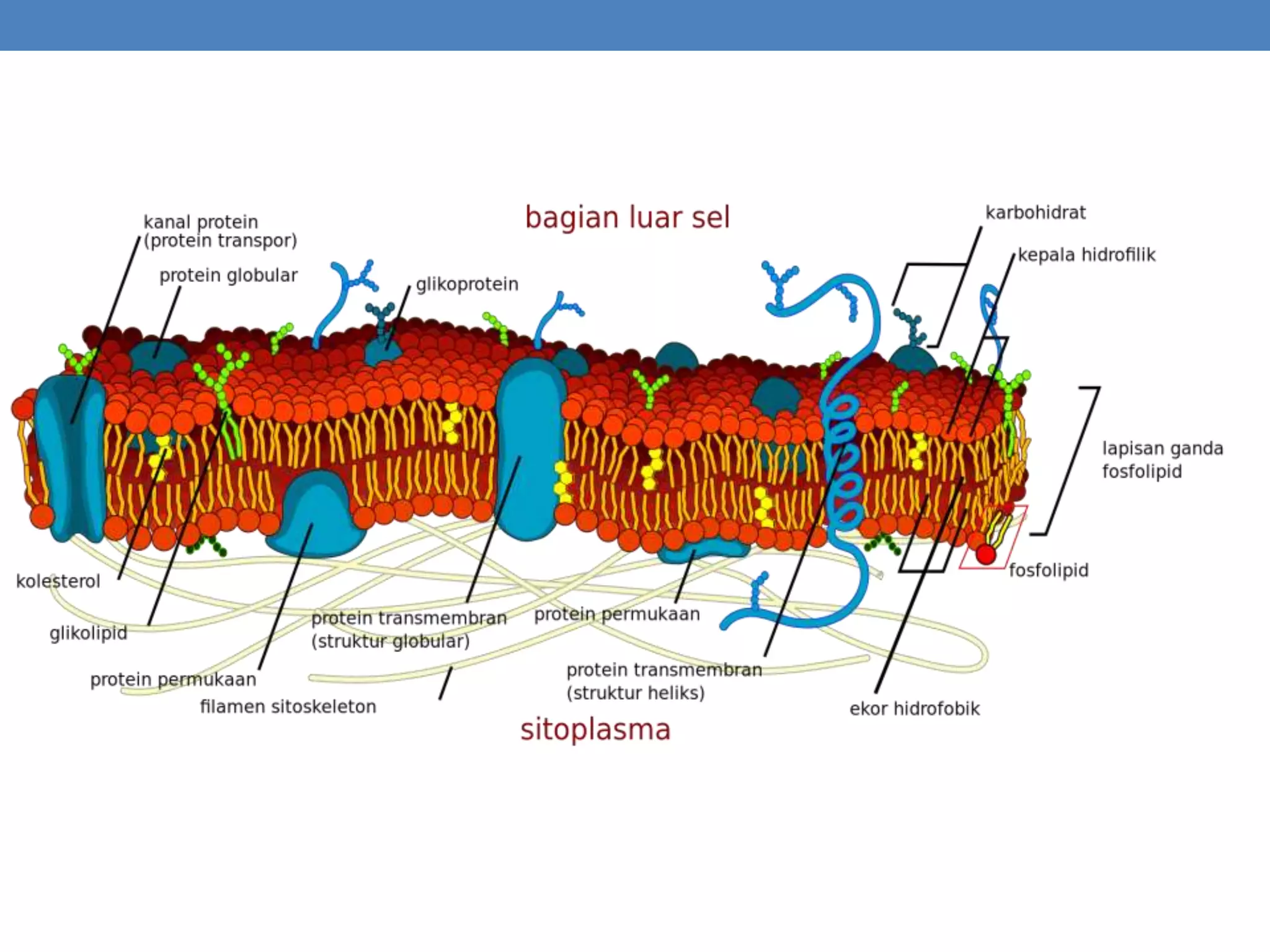 Materi biologi x bab 1 sel | PPTX