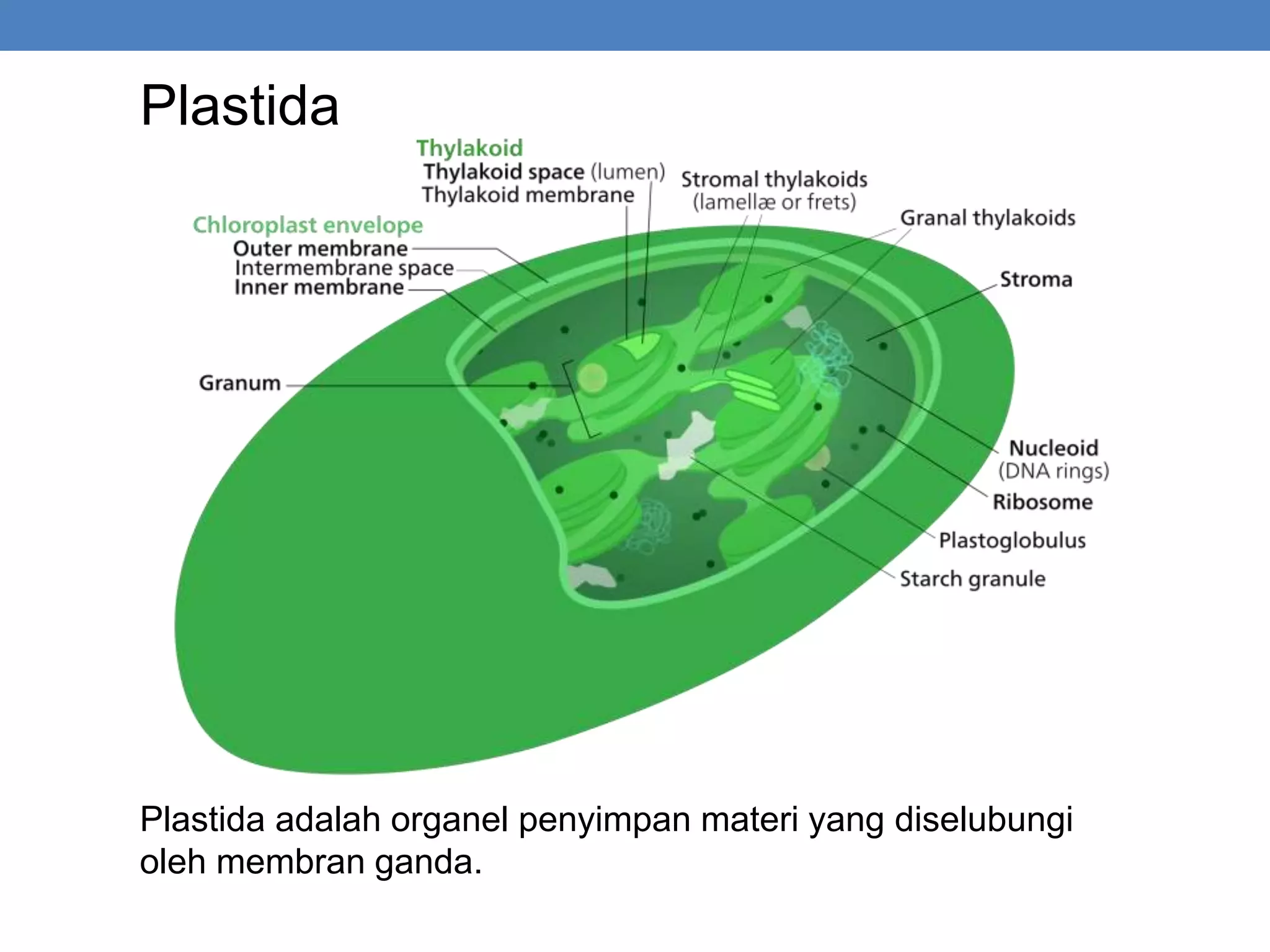 Materi biologi x bab 1 sel | PPTX