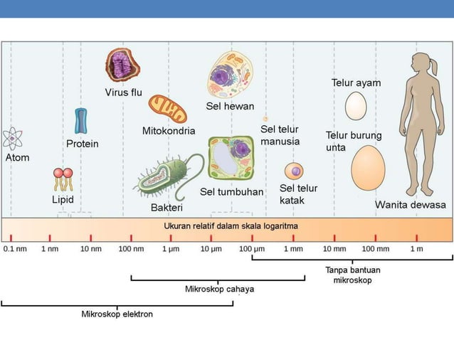 Materi biologi x bab 1 sel | PPTX